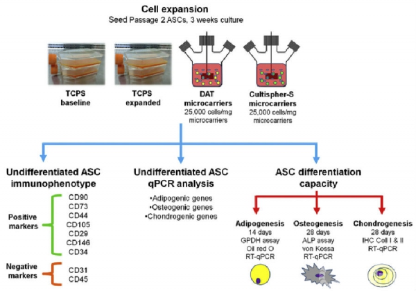 临床应用人脂肪组织微载体的新进展 | 骨科在线